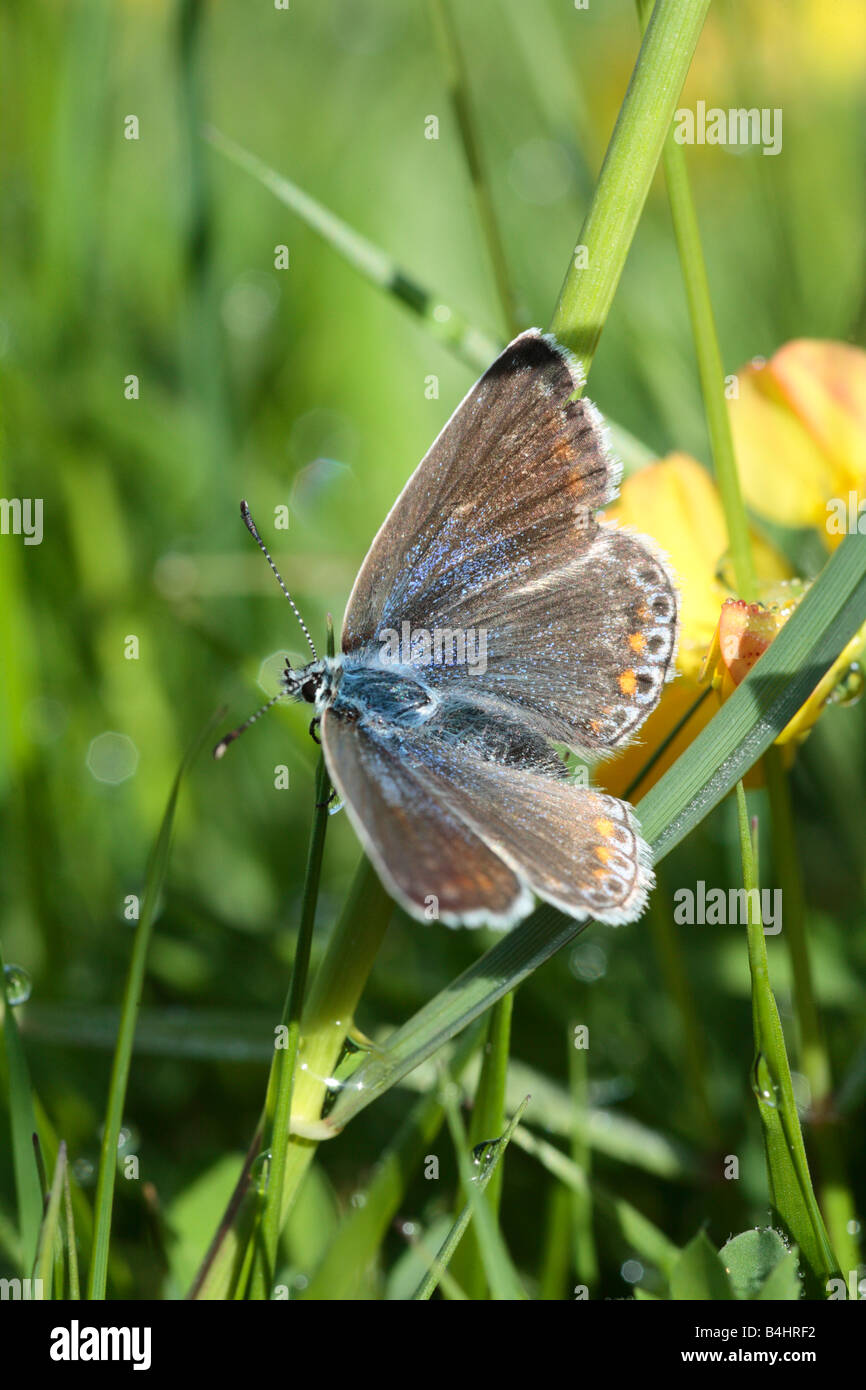Female common blue butterfly hi-res stock photography and images - Alamy