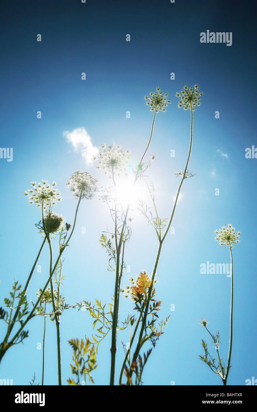 Riverside weeds hi-res stock photography and images - Alamy