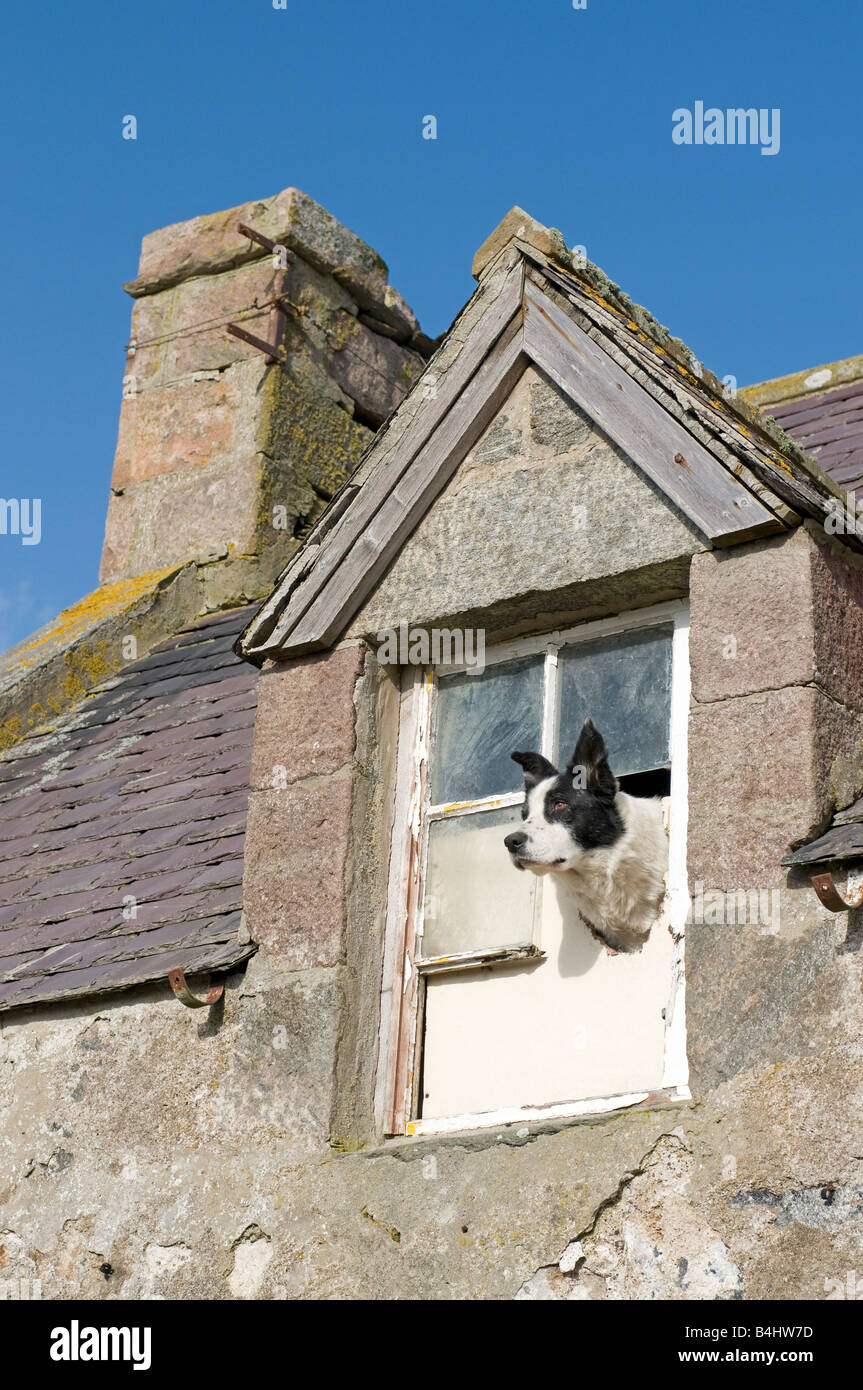Collie dog at the window of old rundown Caithness croft house Stock ...