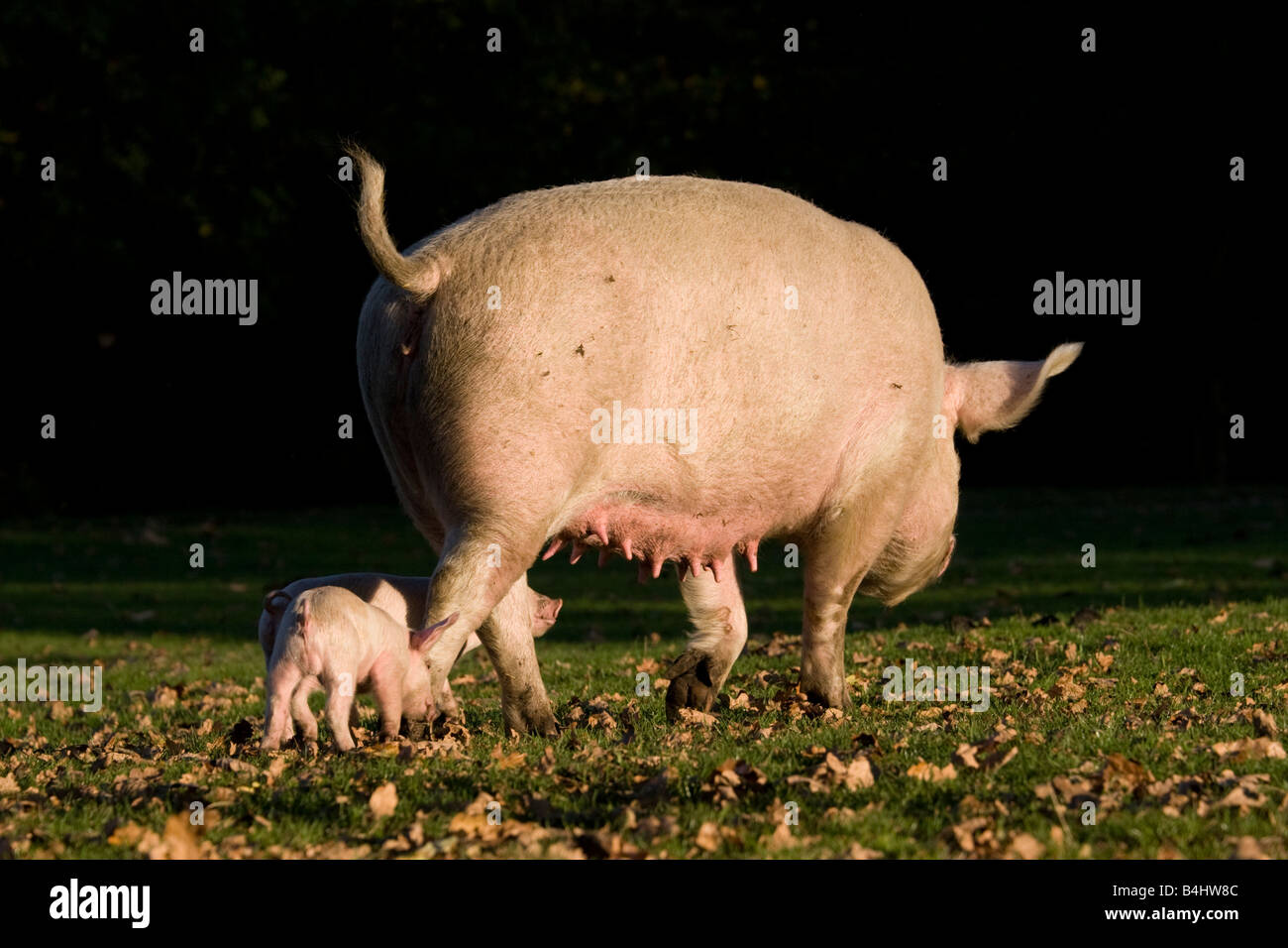 Pig chase hi-res stock photography and images - Alamy