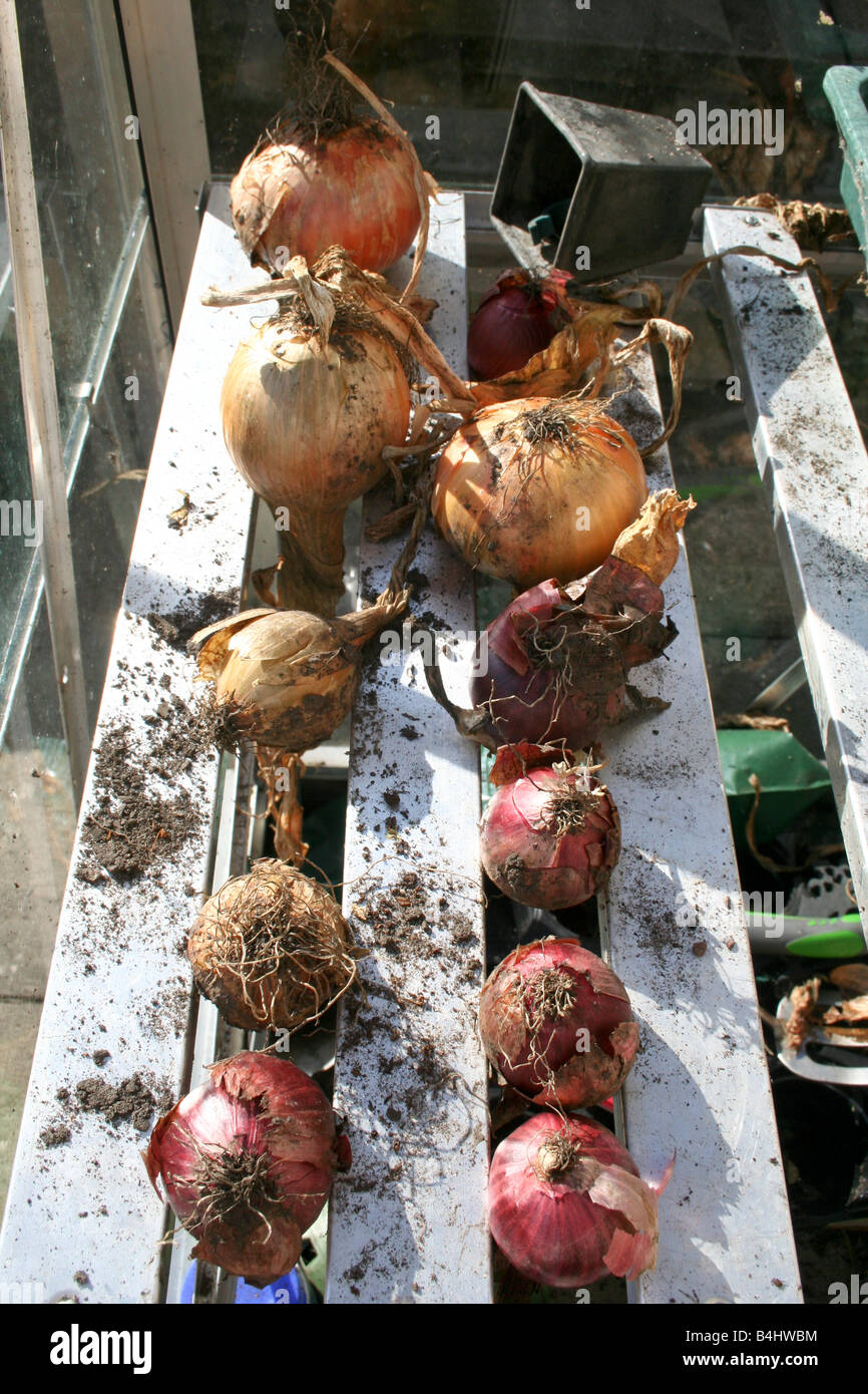 Freshly pulled standard and red onions drying in a greenhouse Stock ...