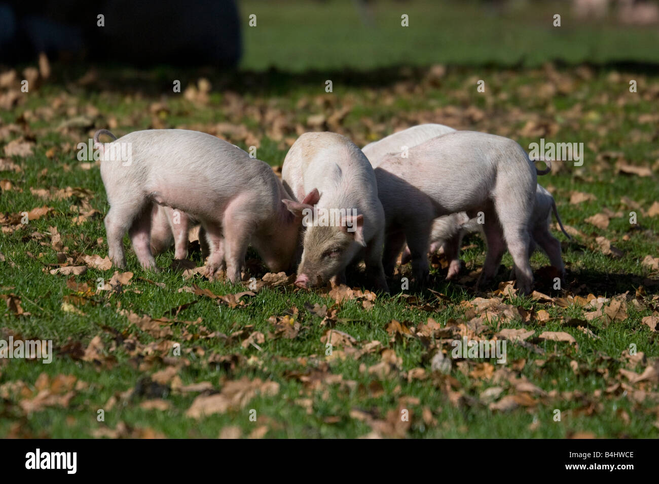 Foraging piglets hi-res stock photography and images - Alamy