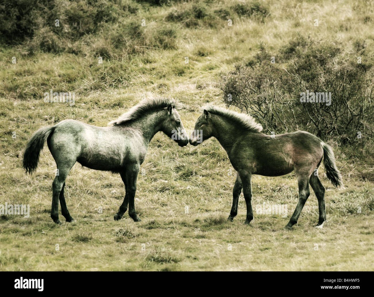 two ponies kissing Stock Photo - Alamy