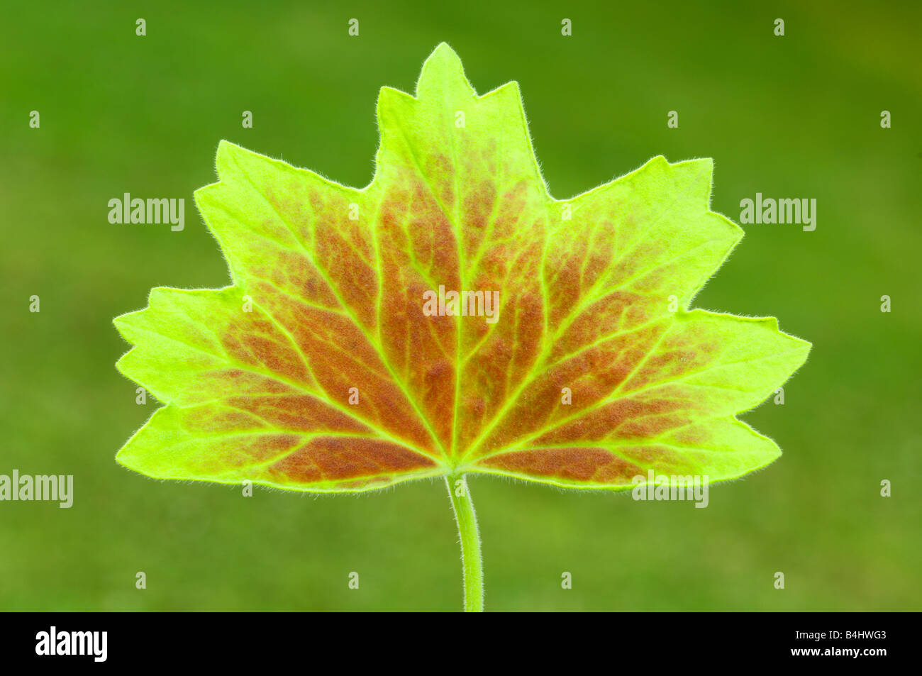 Geranium leaf hi-res stock photography and images - Alamy