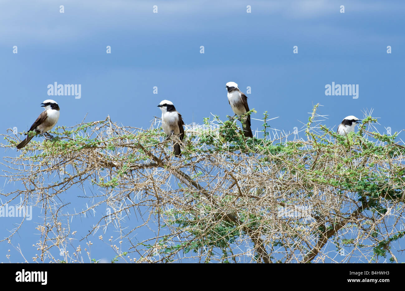 Northern white crowned shrike hi-res stock photography and images - Alamy