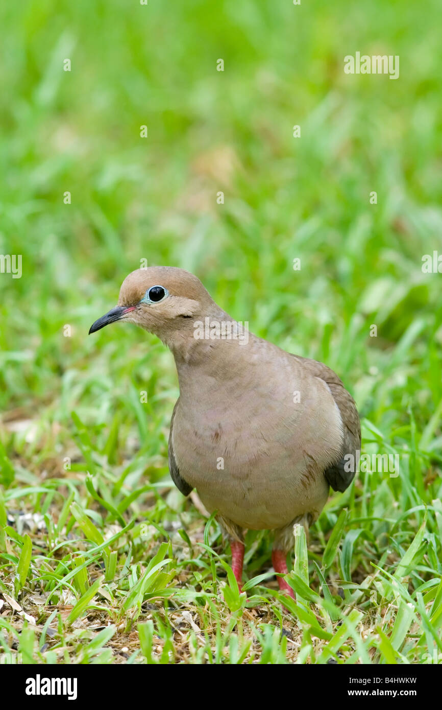 Mourning Dove Zenaida macroura Stock Photo - Alamy