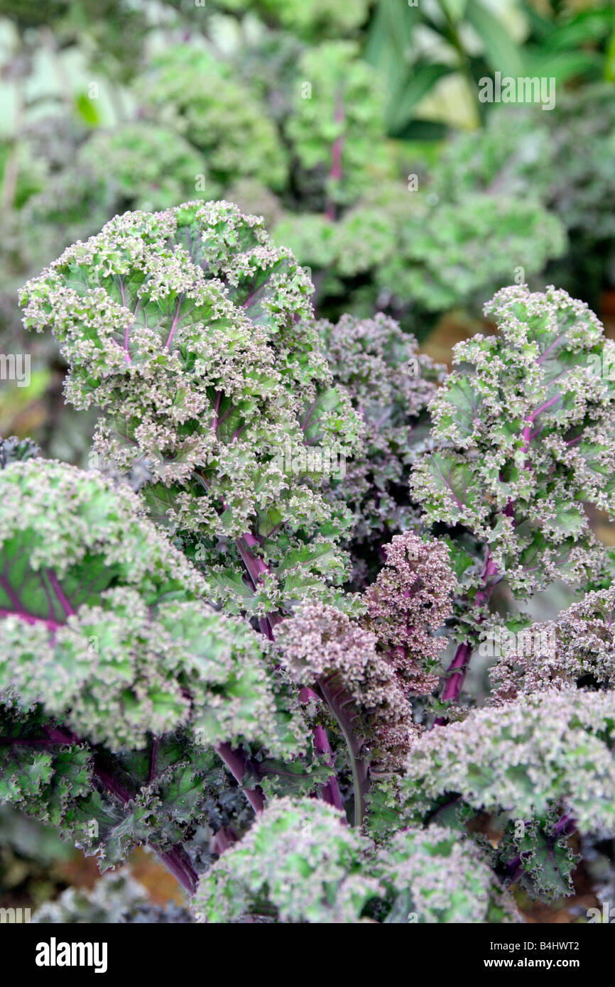 Kale Redbor High Resolution Stock Photography and Images - Alamy