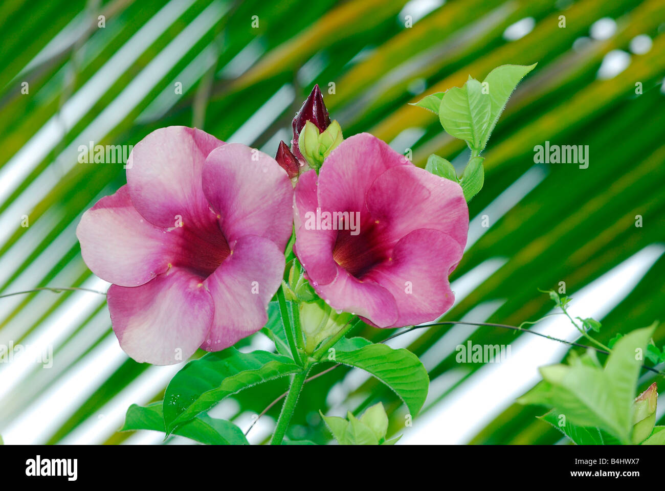 Allamanda flowers hi-res stock photography and images - Alamy