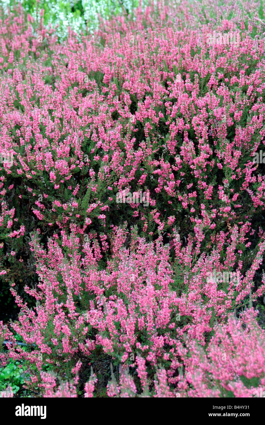 Heather alexandra hi-res stock photography and images - Alamy