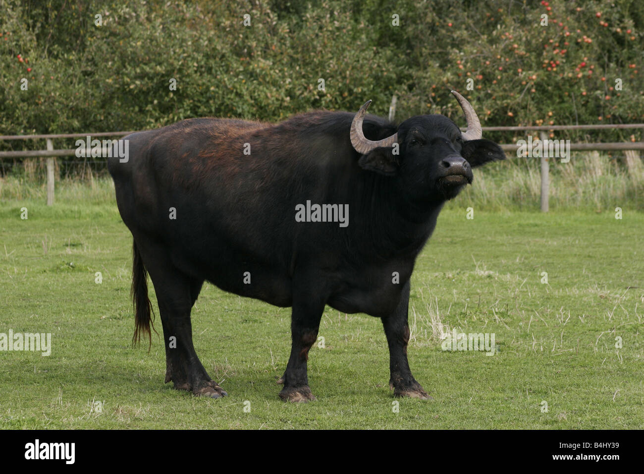 An Asiatic Water Buffalo at the Butterfly and Wildlife World, Long ...