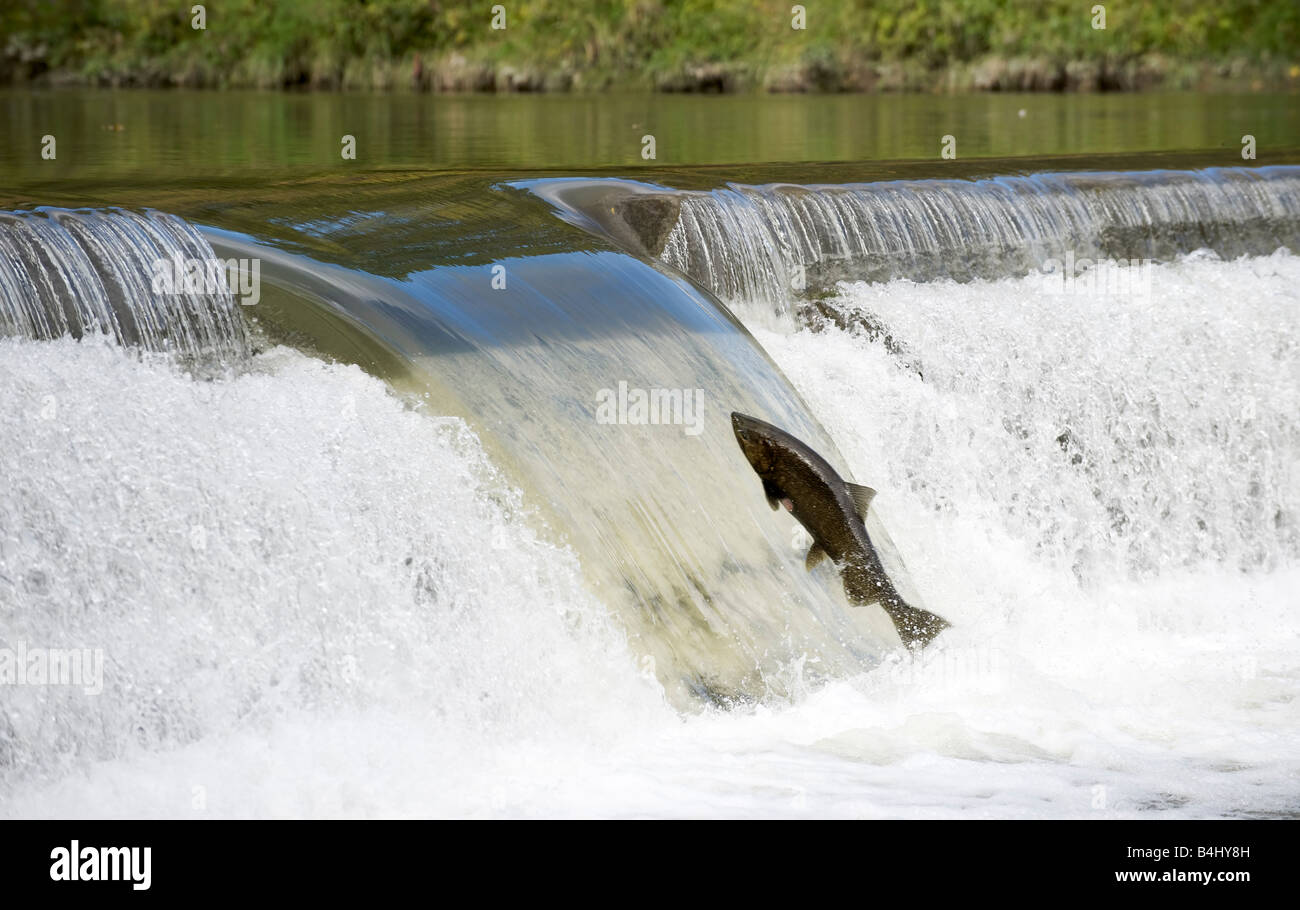 The Salmon Run Stock Photo - Alamy