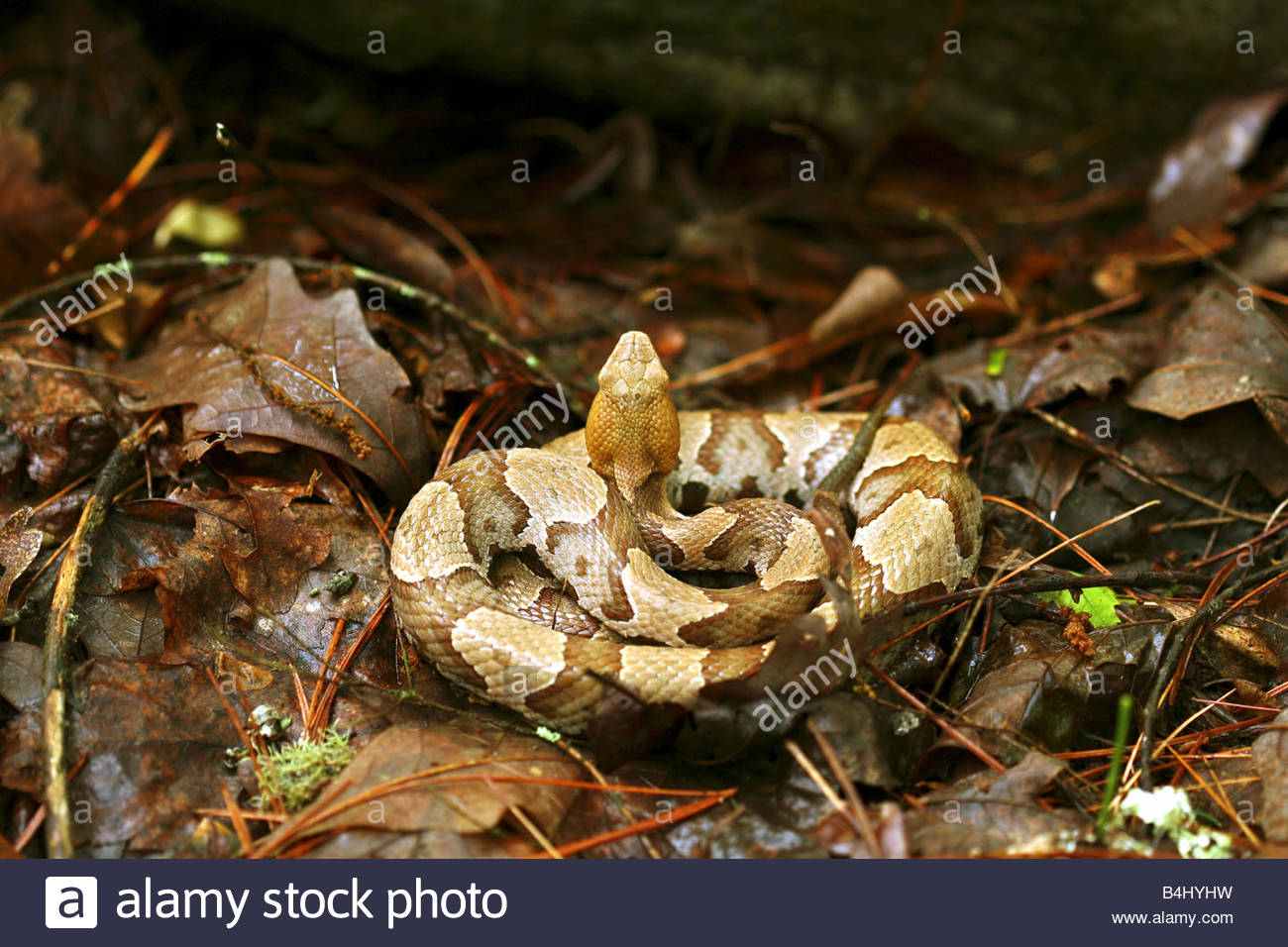 Pilot Snake Stock Photos & Pilot Snake Stock Images - Alamy