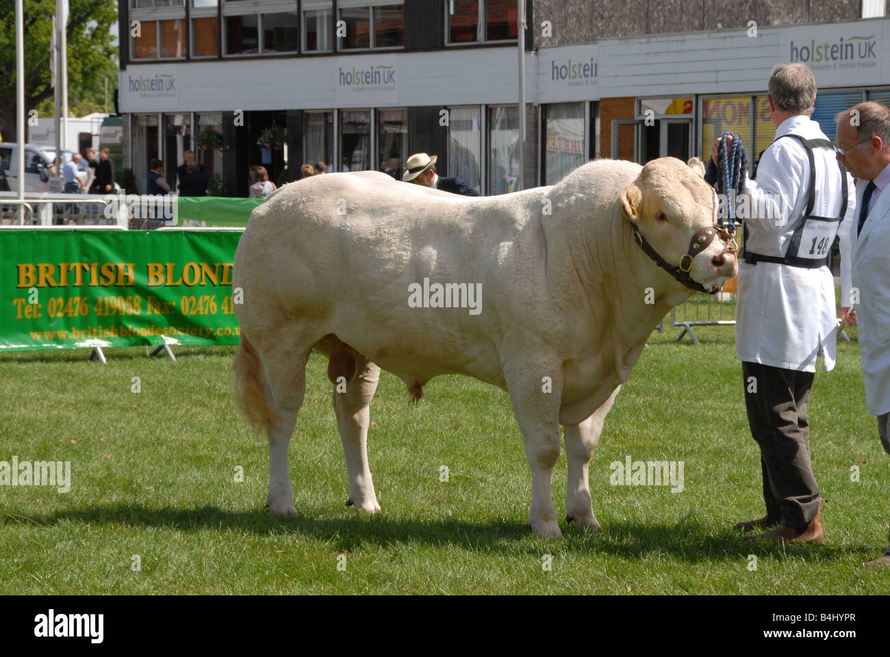 Bull in the ring hi-res stock photography and images - Alamy