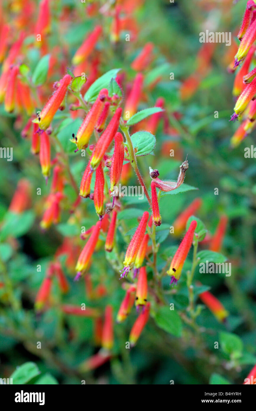 Cuphea cyanea hi-res stock photography and images - Alamy