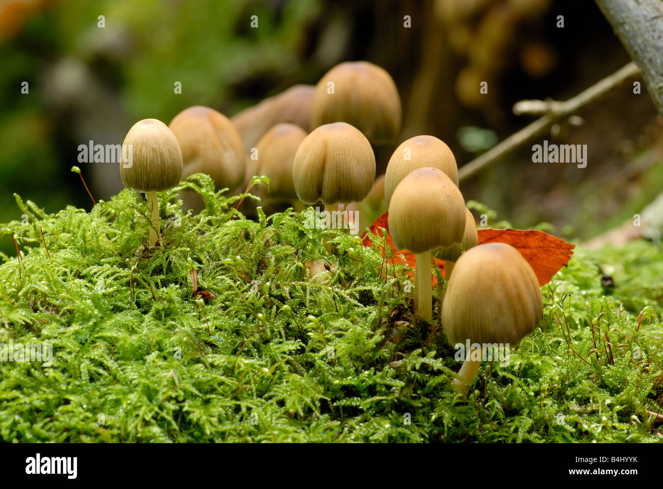 Mushrooms with fall foliage hi-res stock photography and images - Alamy
