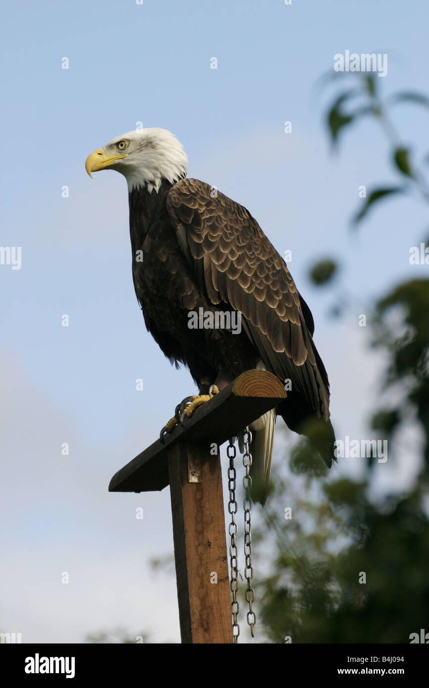 Bald Eagle at a flying display Stock Photo - Alamy