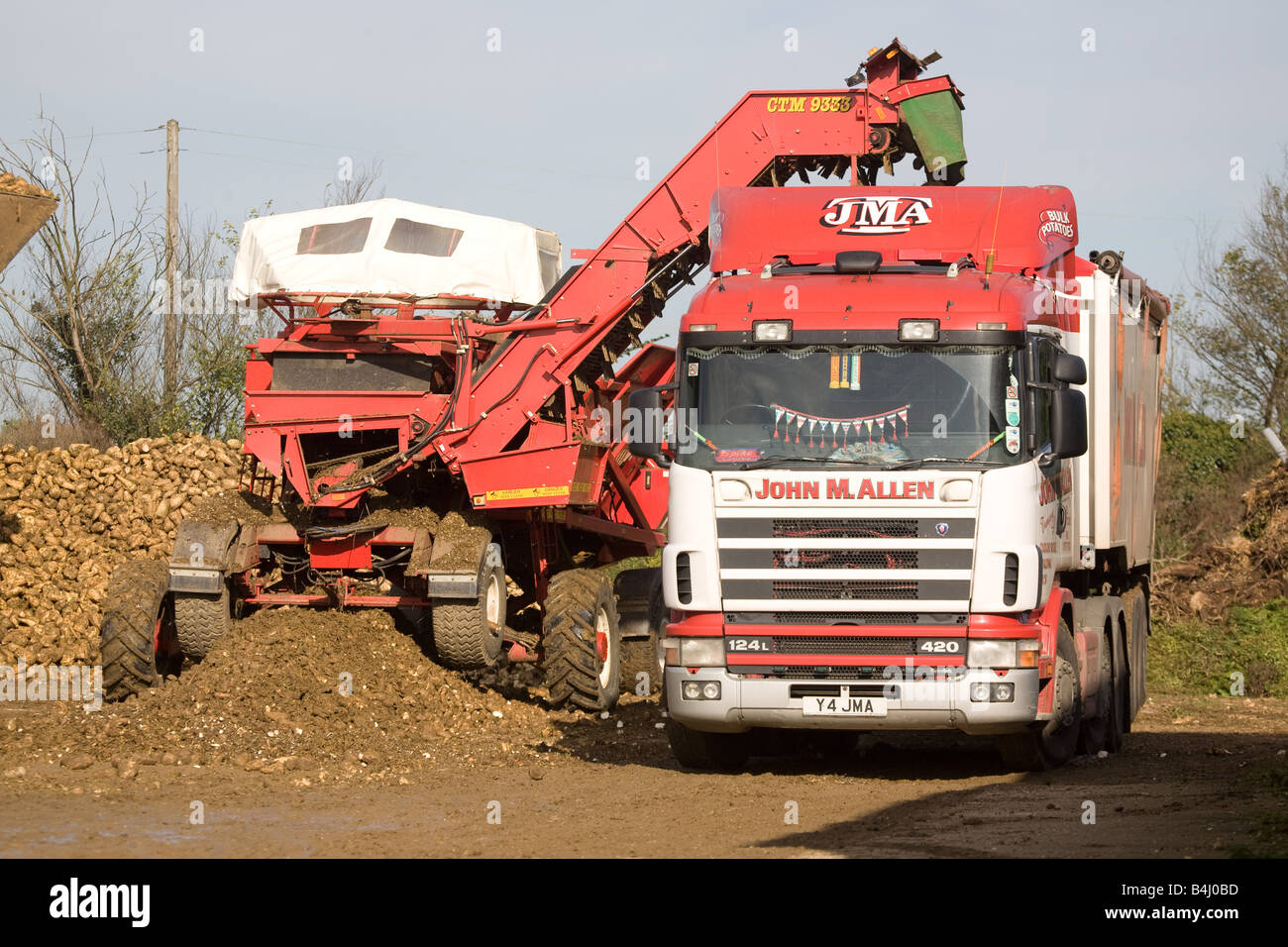 Loading Sugar Beet In A Truck Ready To Go To The Beet Factory Stock ...