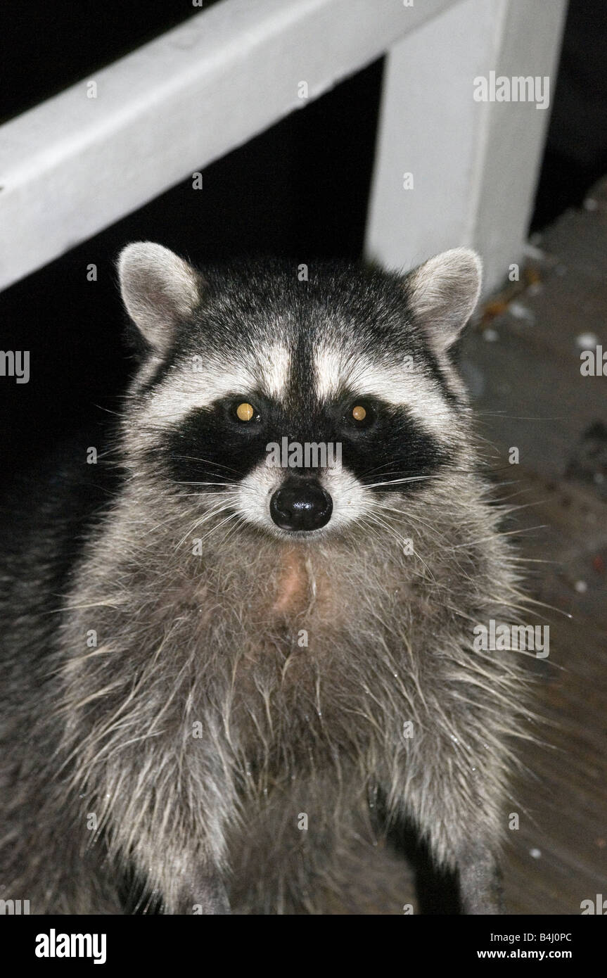 Angry Raccoon Face