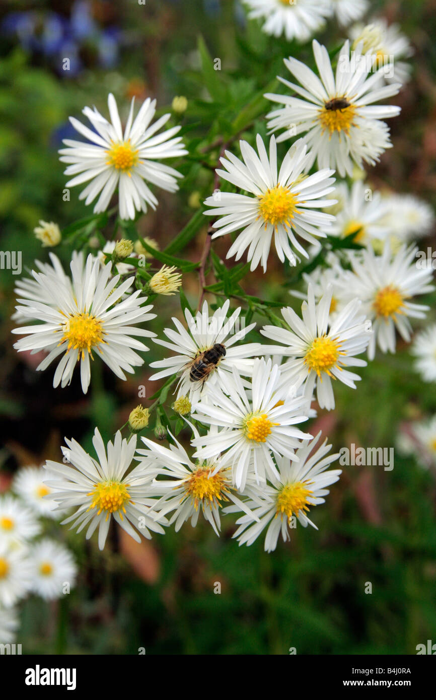 Aster lanceolatus hi-res stock photography and images - Alamy