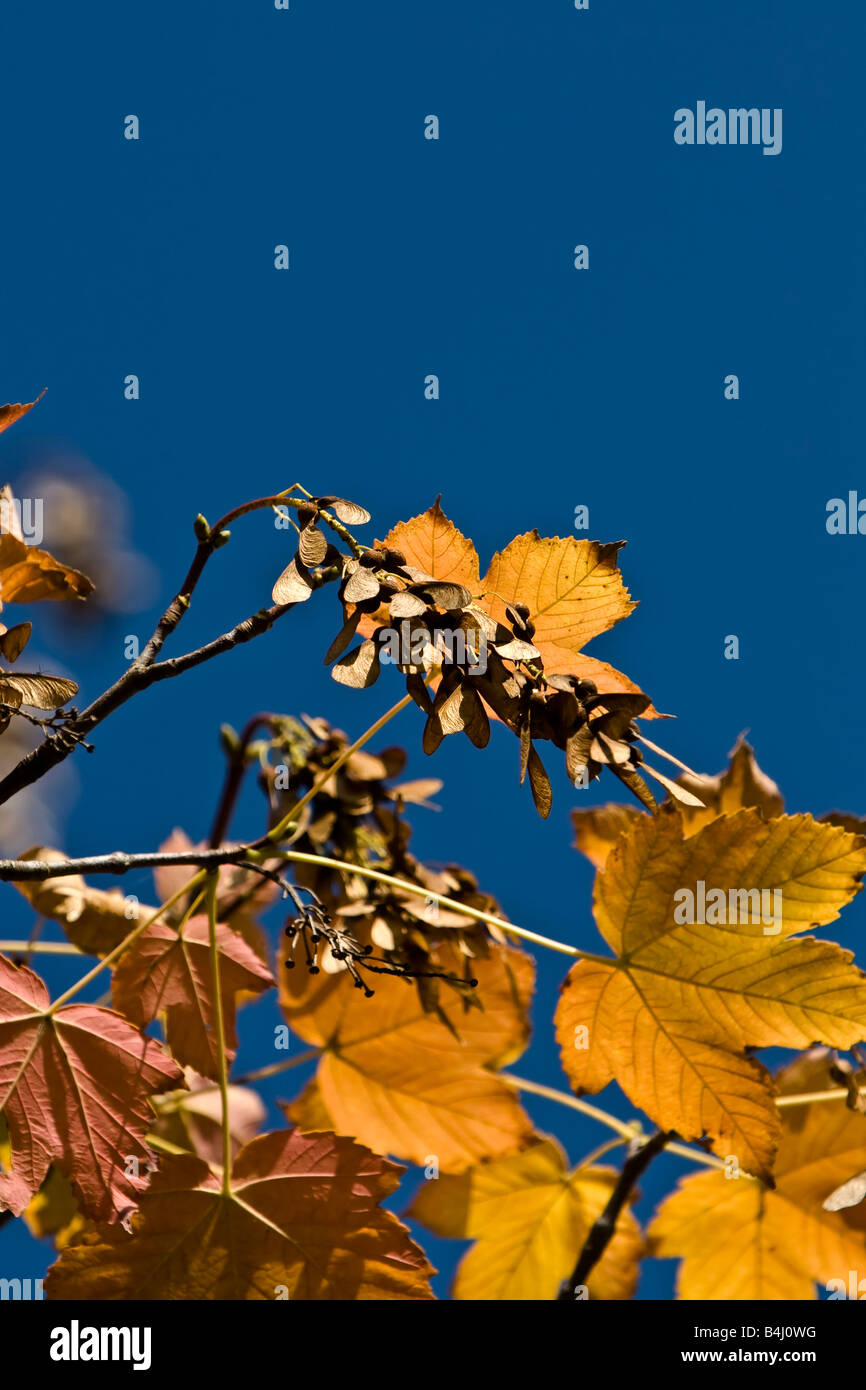 Samara tree hi-res stock photography and images - Alamy