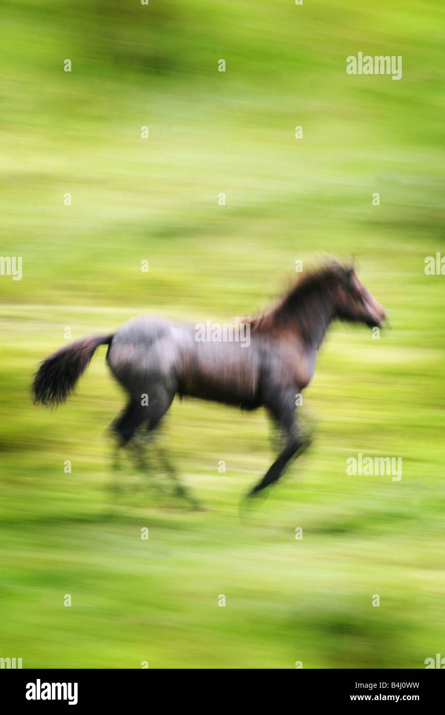 Cantering pony hi-res stock photography and images - Alamy