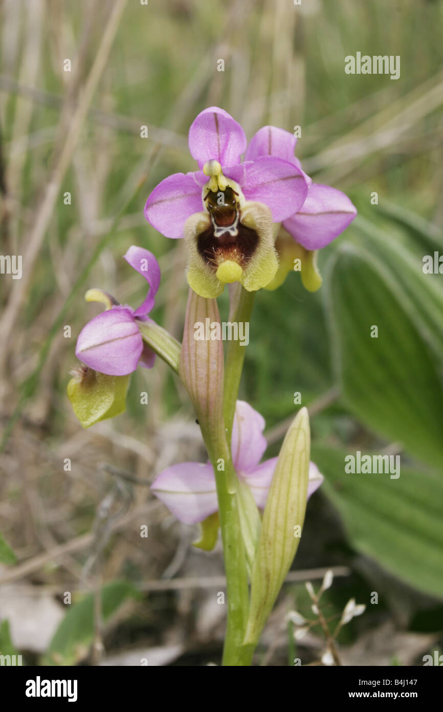 A bee orchid Stock Photo - Alamy