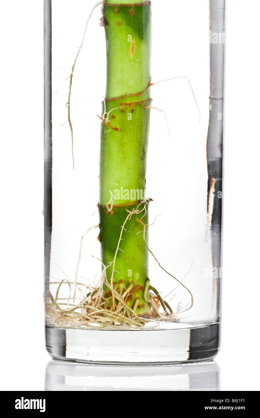 Root of a plant in a glass vase Stock Photo - Alamy