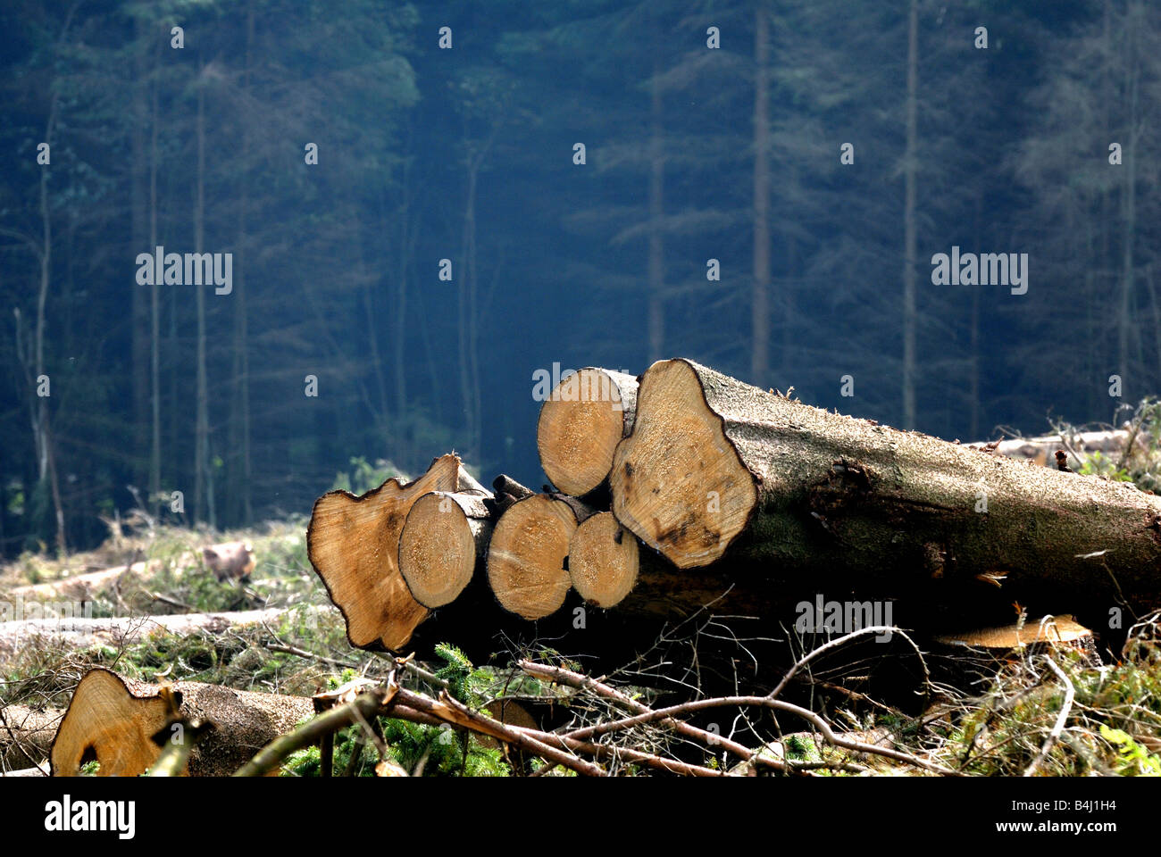 Norway spruce forest england hi-res stock photography and images - Alamy