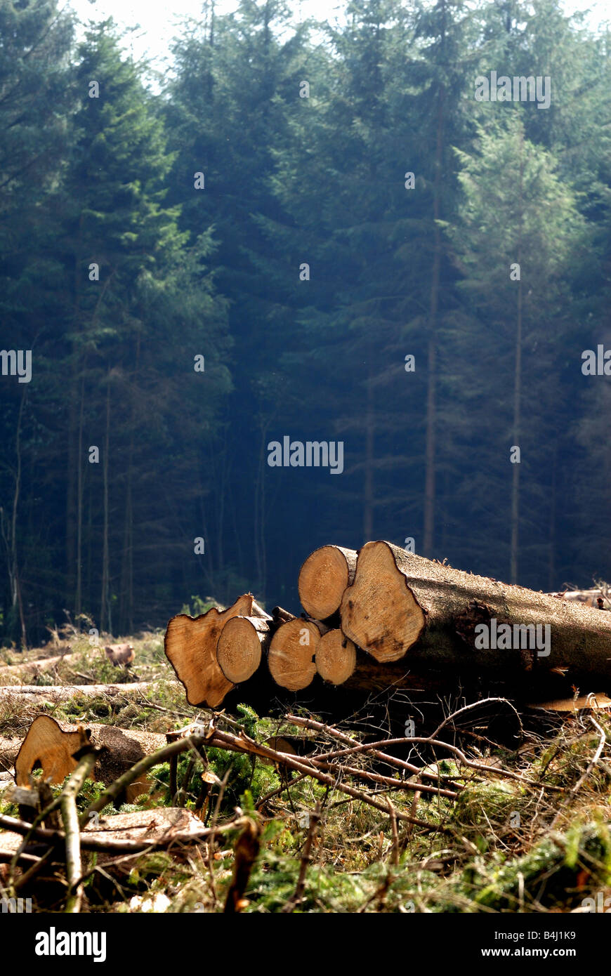 Stacked felled trees hi-res stock photography and images - Alamy