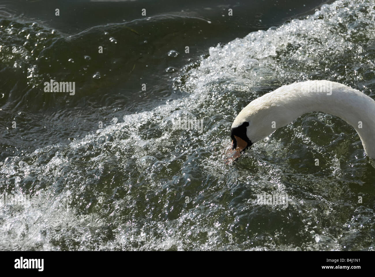 Boiling With Rage Stock Photos & Boiling With Rage Stock Images - Alamy