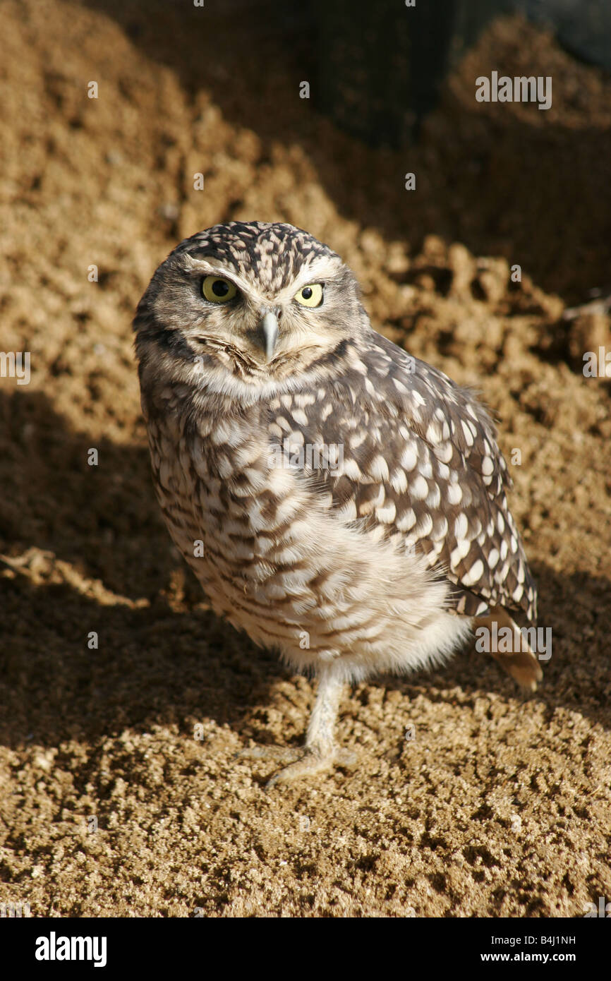 Burrow in sand hi-res stock photography and images - Alamy