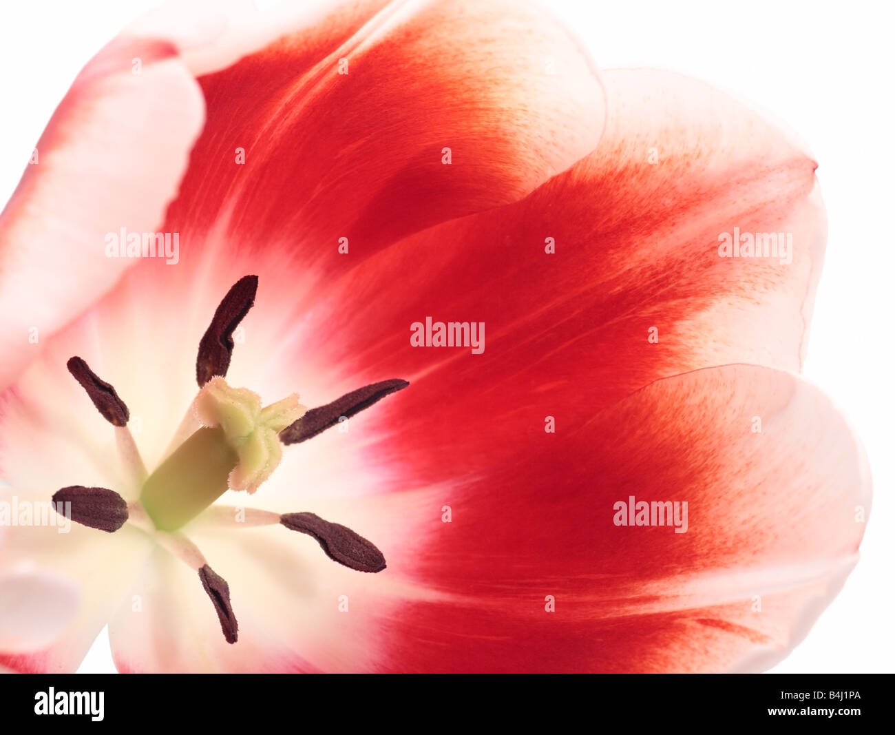 tulip macro close up pistil stamen bright red isolated Stock Photo - Alamy