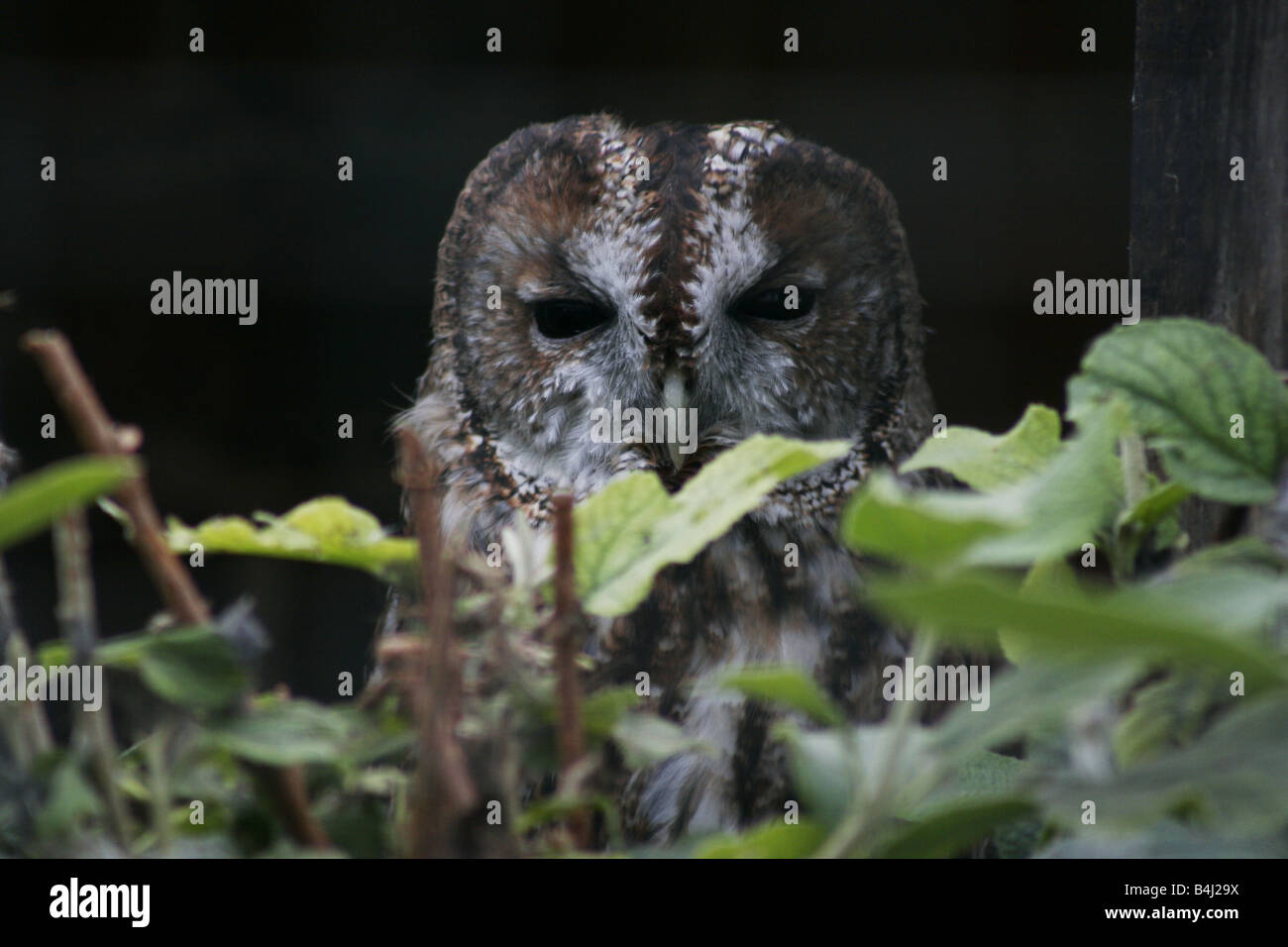 From behind bush hi-res stock photography and images - Alamy