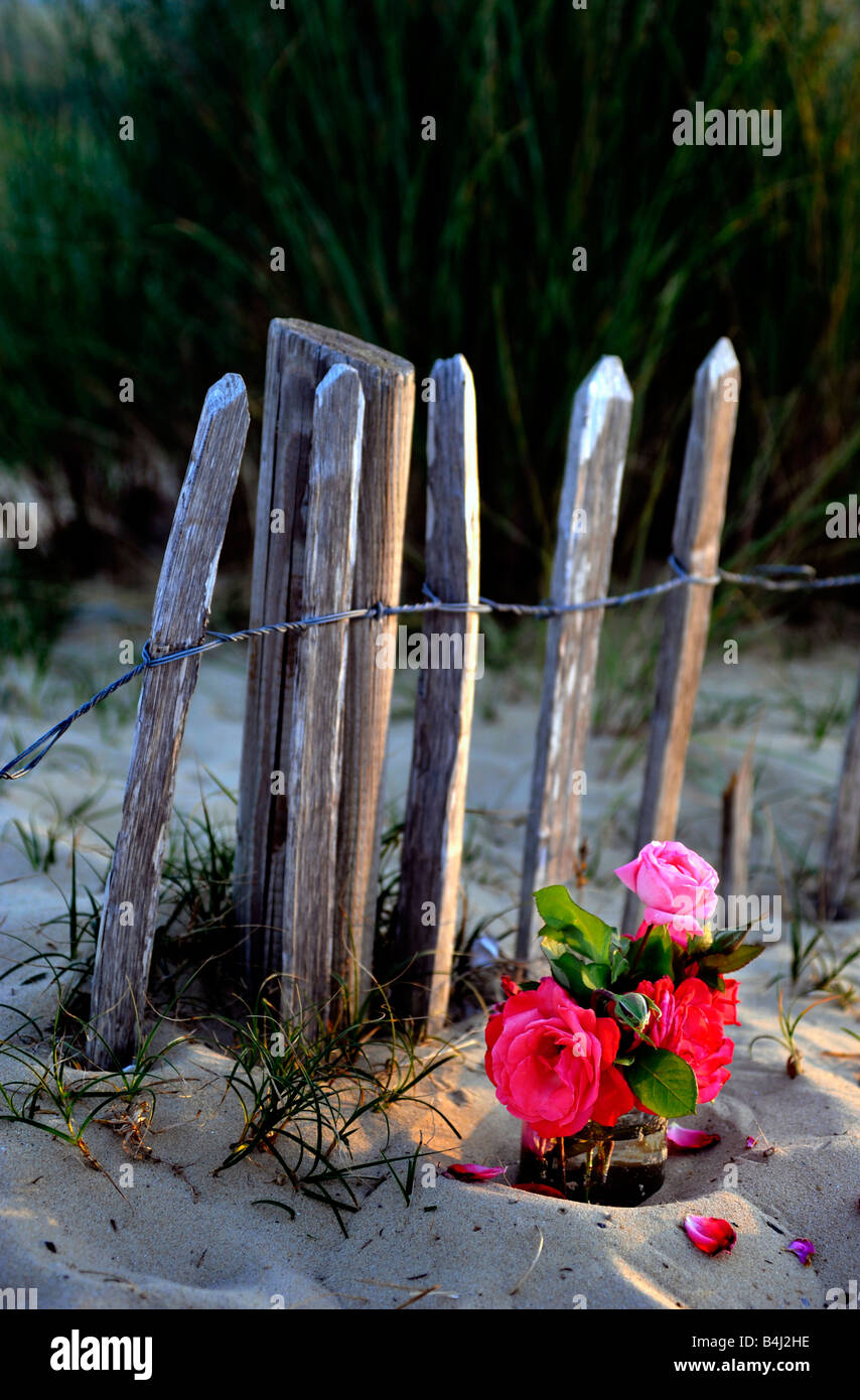 Caring for roses hi-res stock photography and images - Alamy