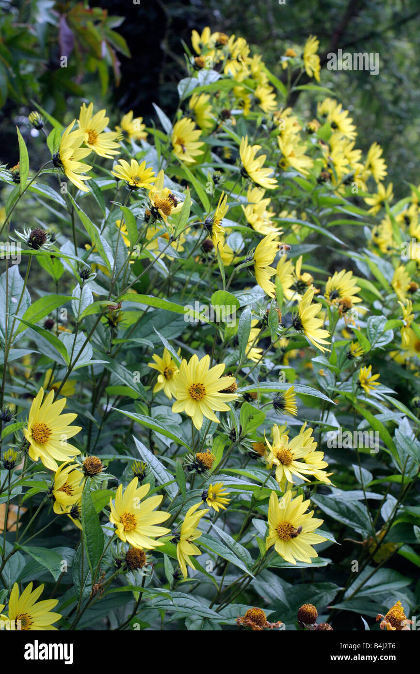 Helianthus lemon queen hi-res stock photography and images - Alamy