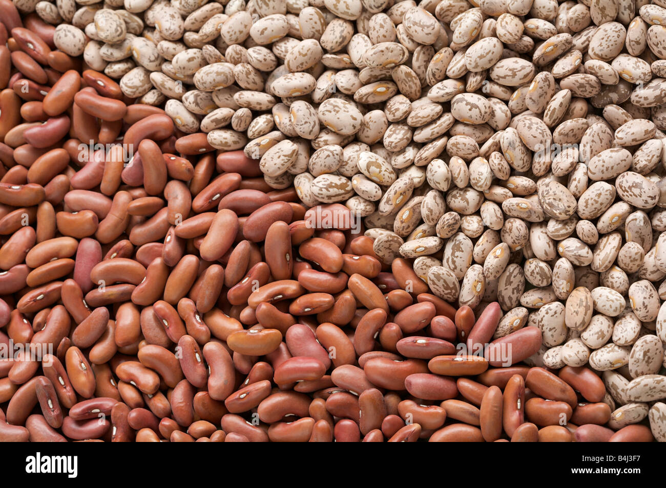 Assorted dried common beans Stock Photo - Alamy