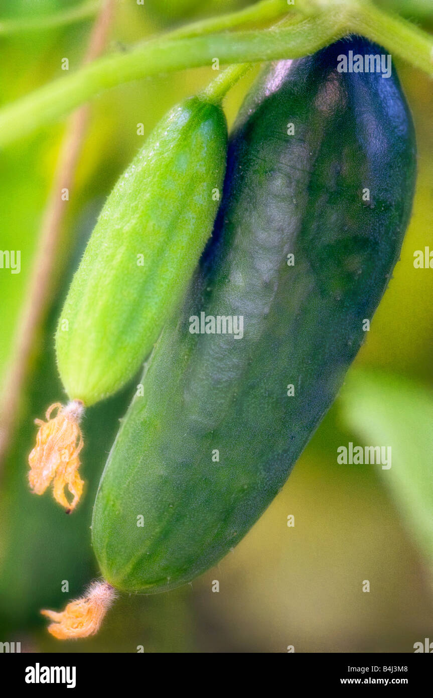 Two Cucumbers. Home gardening Stock Photo - Alamy
