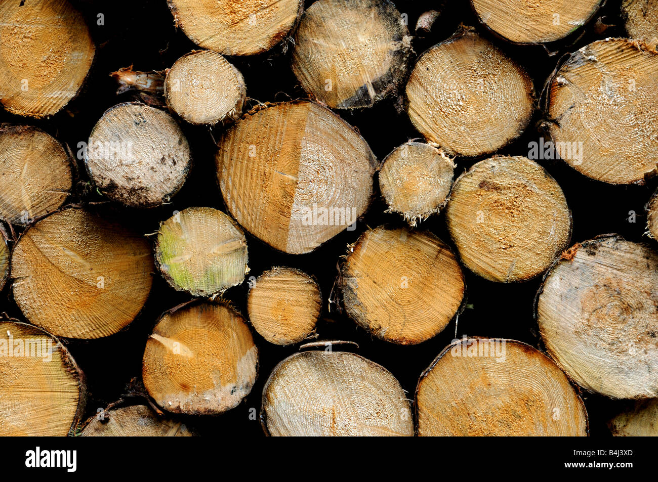 Felled timber tree plantation hi-res stock photography and images - Alamy
