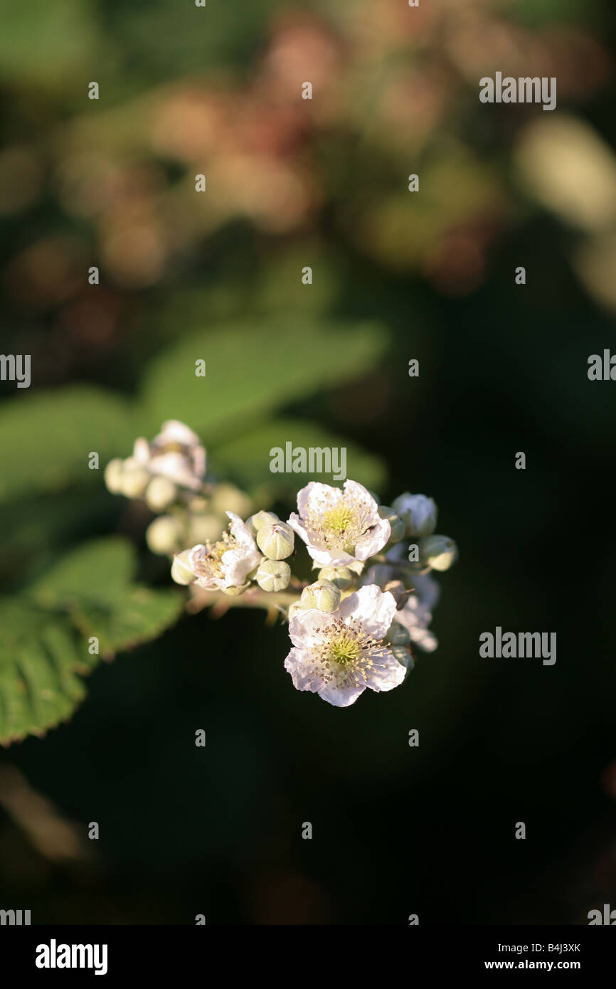 Bramble flower hi-res stock photography and images - Alamy