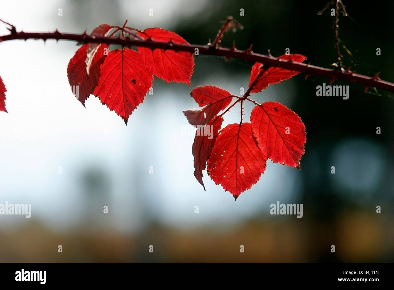 Red leaves on a branch Stock Photo - Alamy