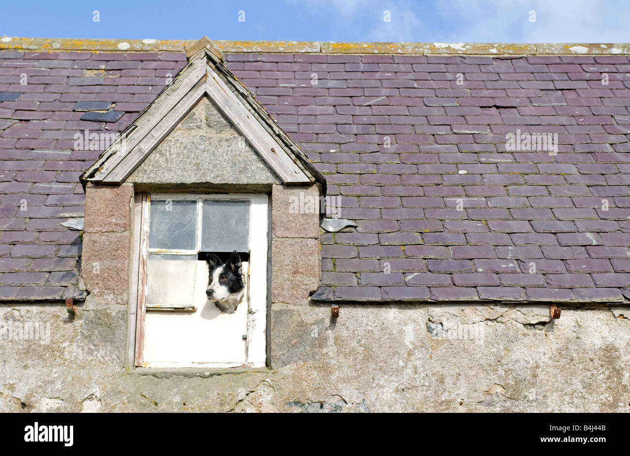 Collie dog at the window of old rundown Caithness croft house Stock ...