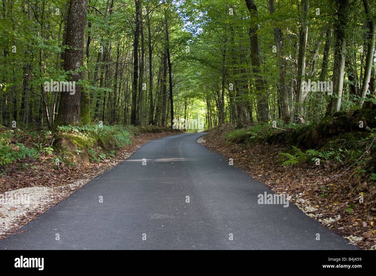 Asphalt road in the forest Stock Photo - Alamy