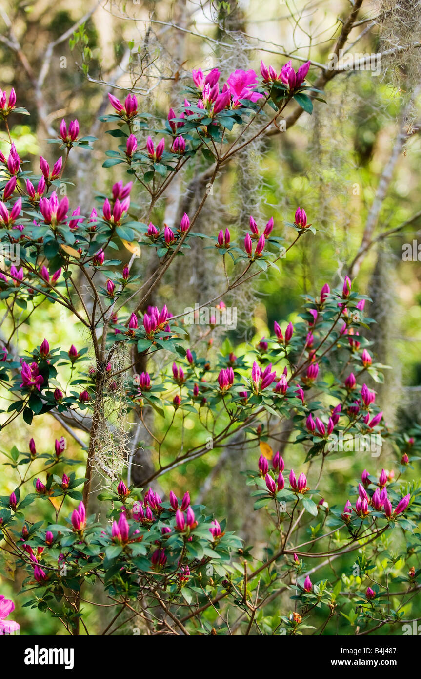 Azalea tree forest hi-res stock photography and images - Alamy