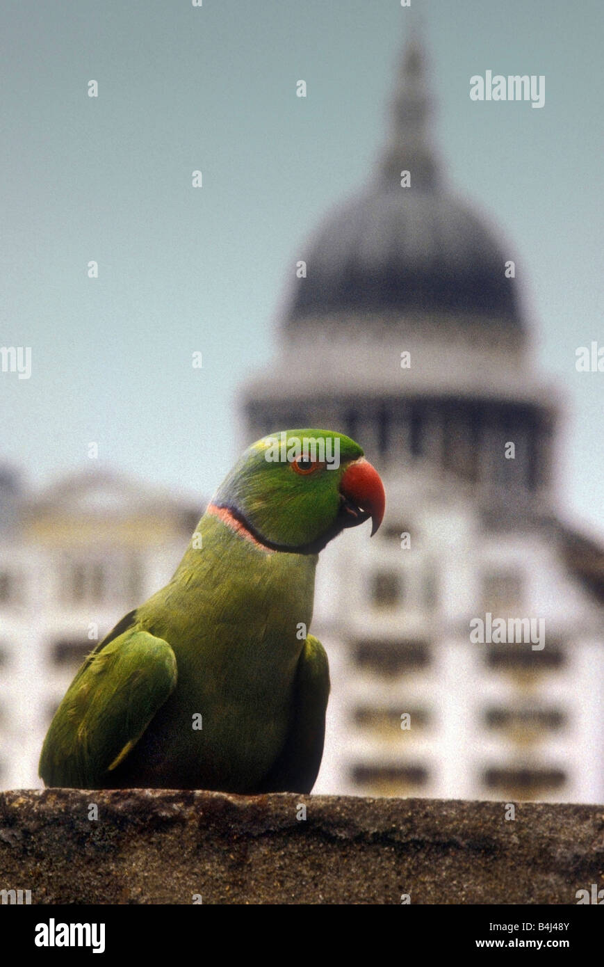 Ringneck parakeet hi-res stock photography and images - Alamy
