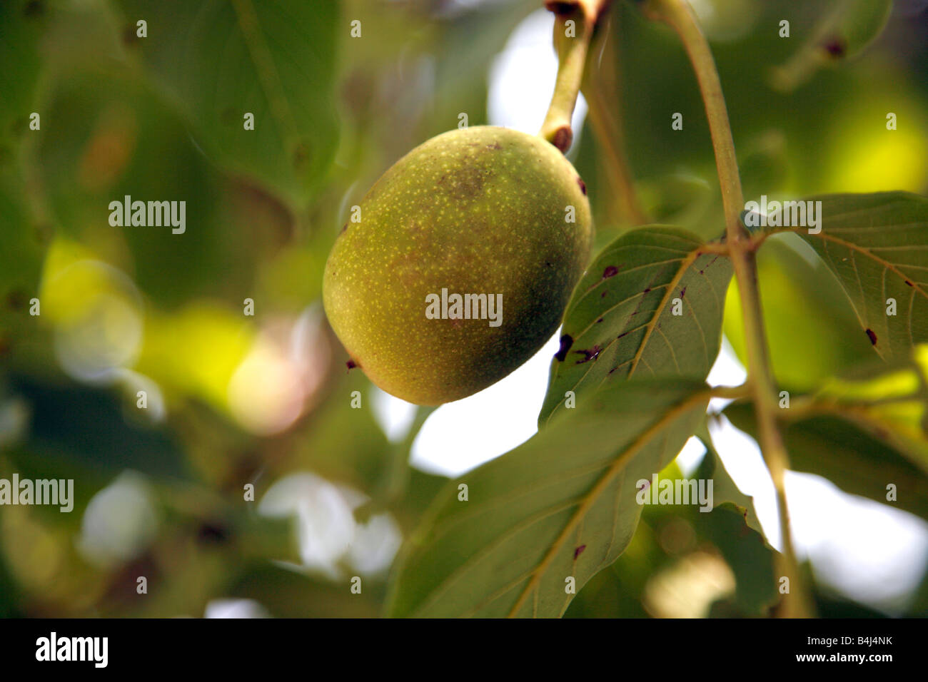 Walnut growing on a walnut tree Stock Photo - Alamy