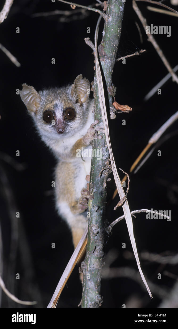 Smallest lemur hi-res stock photography and images - Alamy