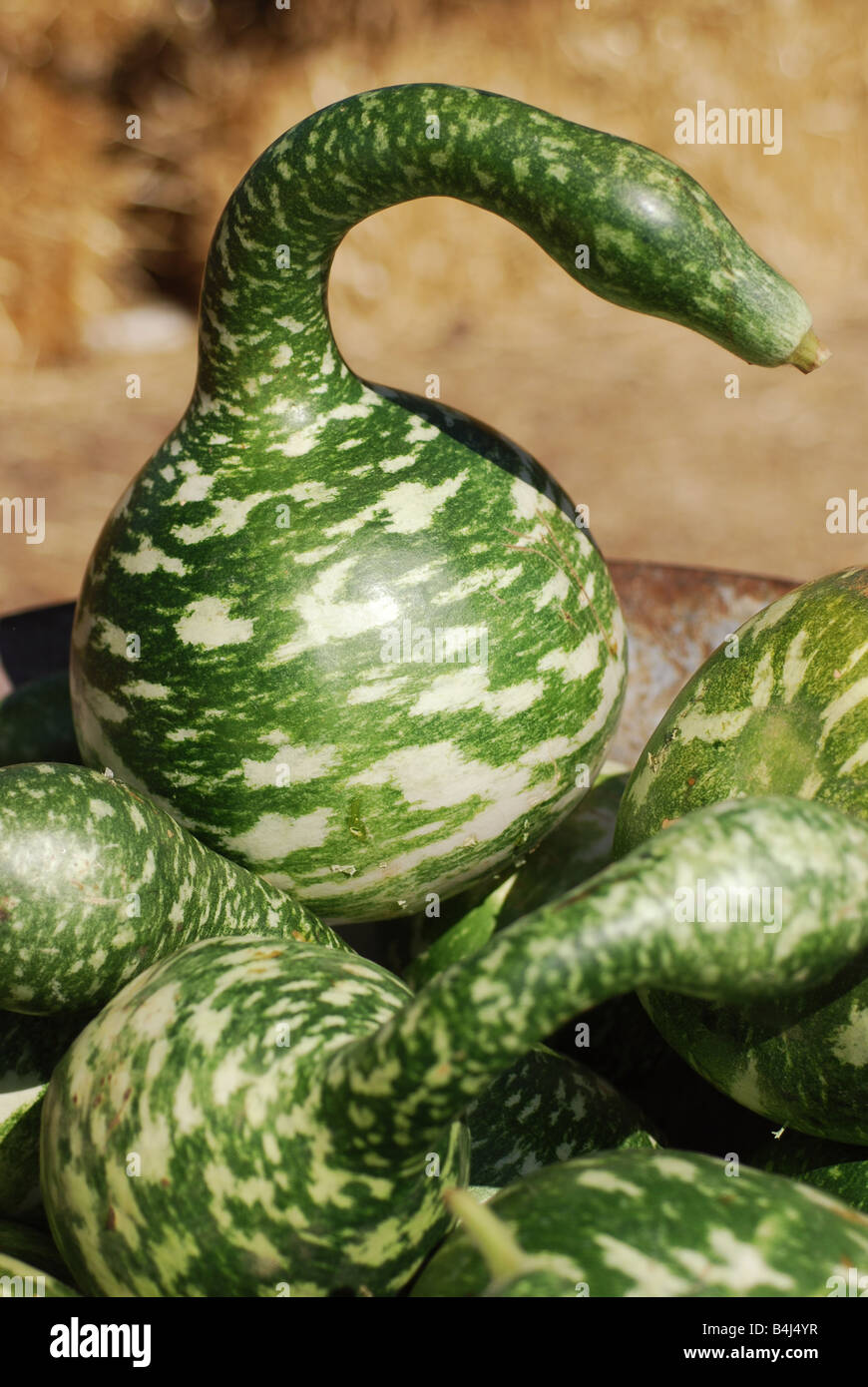Rusty barrel filled with fresh goose neck squash Stock Photo - Alamy