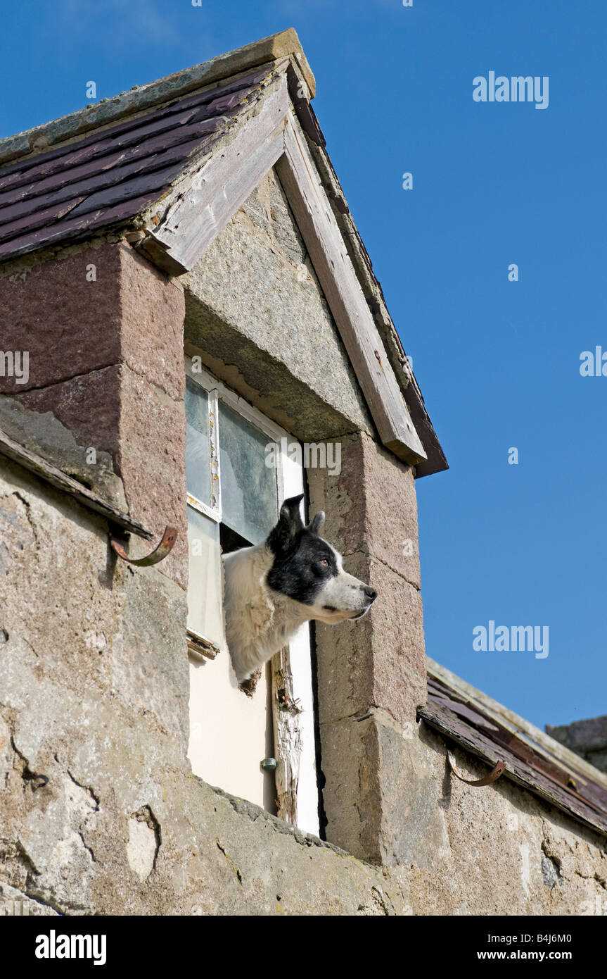 Collie dog at the window of old rundown Caithness croft house Stock ...