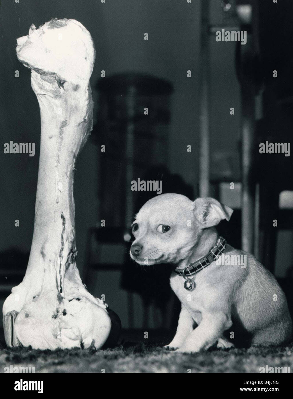 Beau the Chihuahua puppy dog gets his guards a juicy bone too big to ...