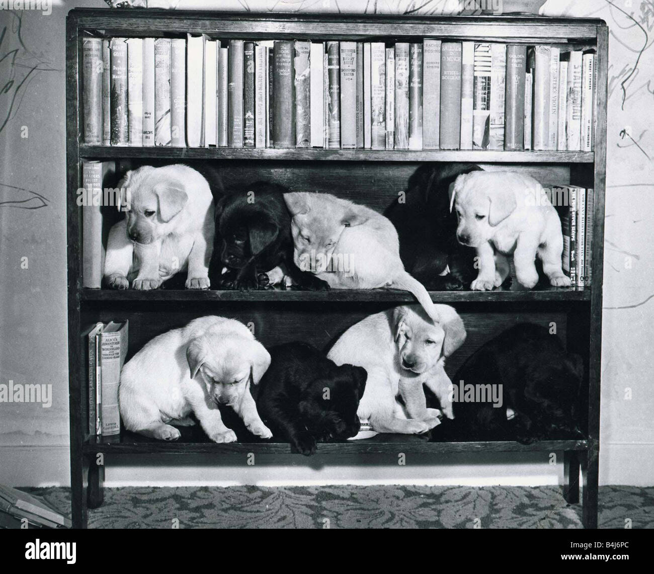 Nine Labrador puppies tidied away on a book shelf by their owner ...